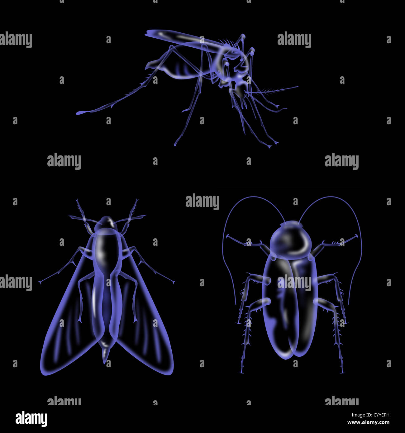 X-ray style illustration of moth cockroach and mosquito insect on black ...