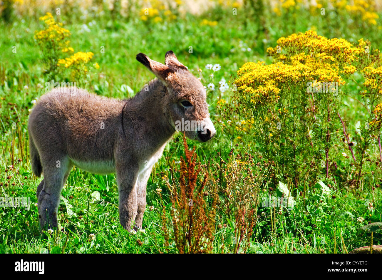 A donkey foal alone on the meadows Stock Photo - Alamy