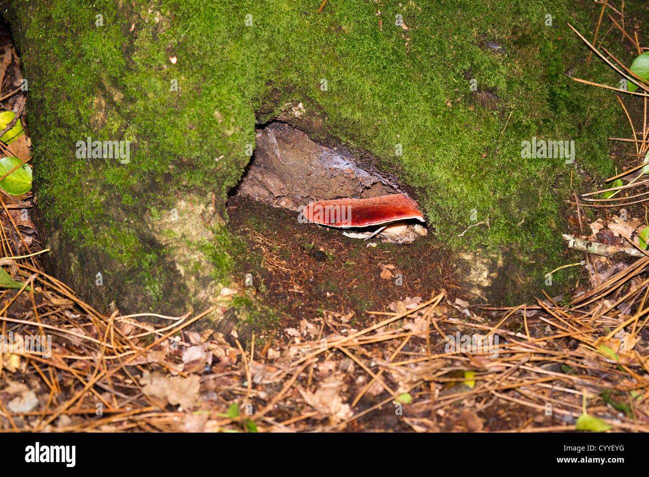 Fungi growing in its natural environment Stock Photo - Alamy