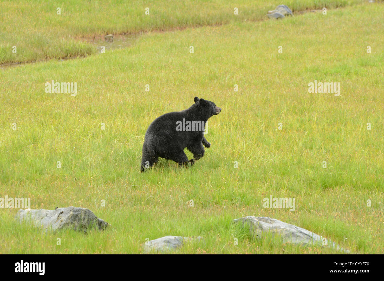 Black bear running through meadow in Glacier Bay National Park, Alaska ...