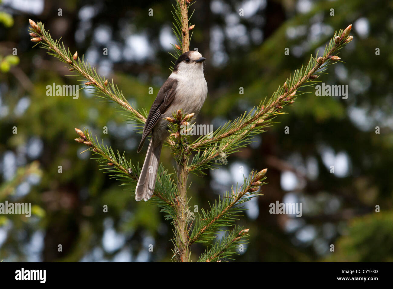 Gray Jay (Perisoreus canadensis) perched in a conifer near Hurricane ...
