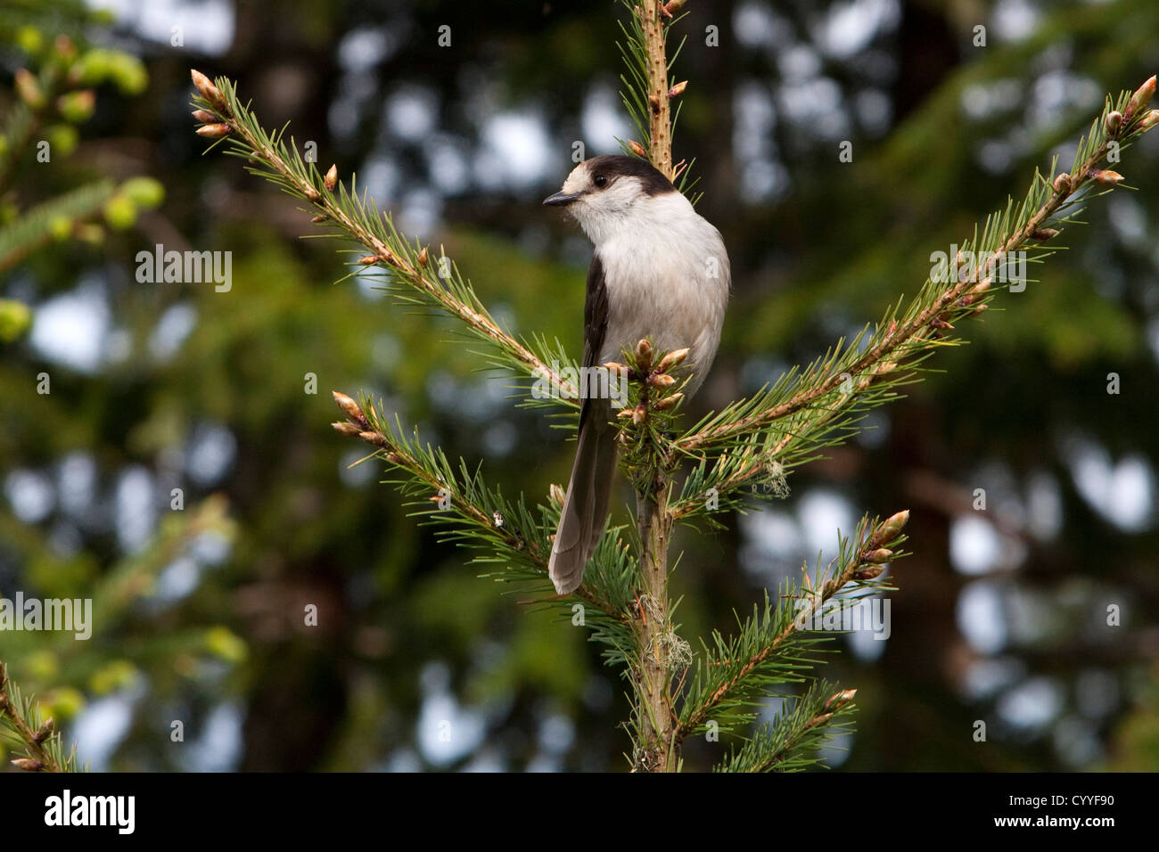 Gray jay usa hi-res stock photography and images - Alamy