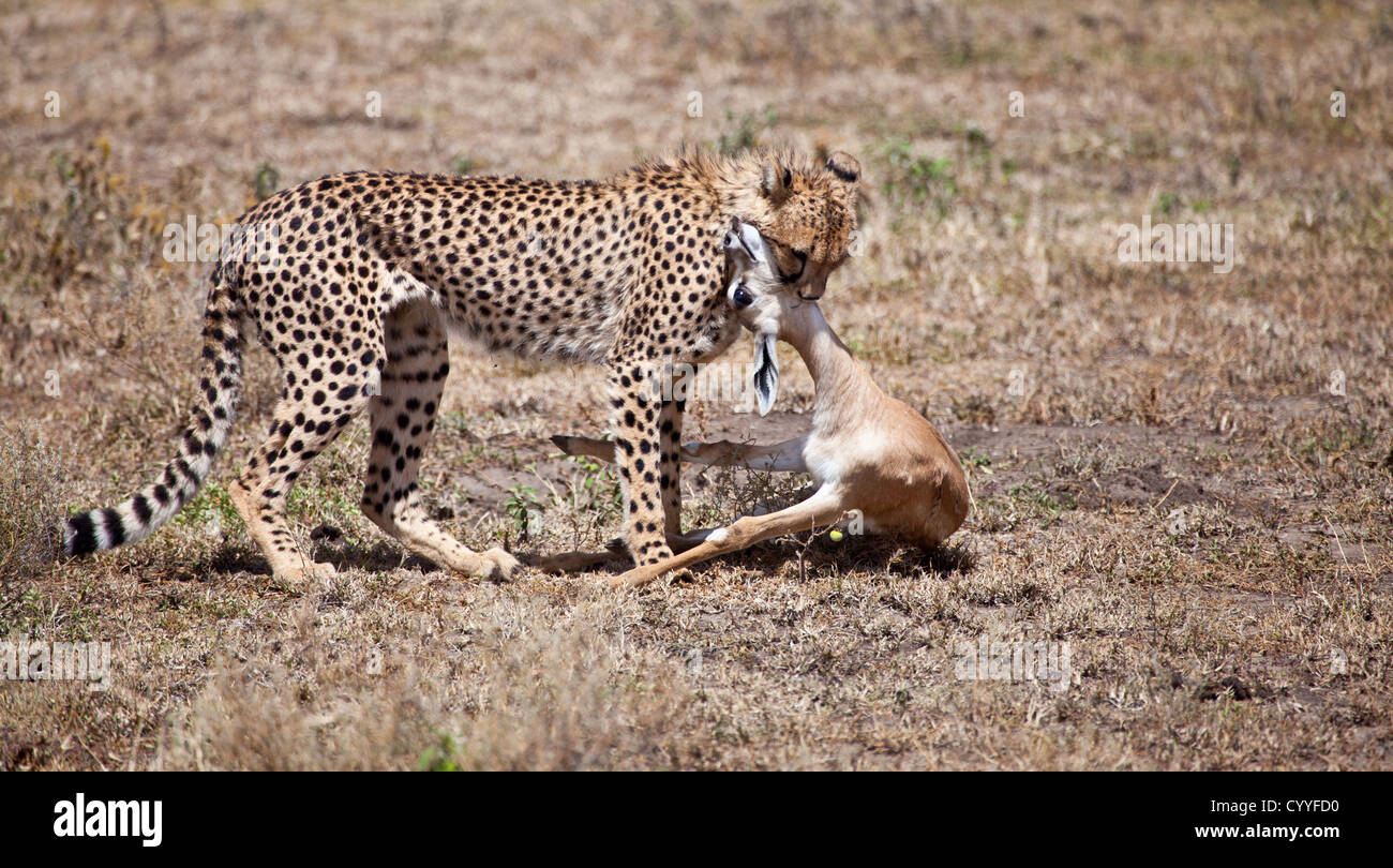 Cat full body hi-res stock photography and images - Alamy