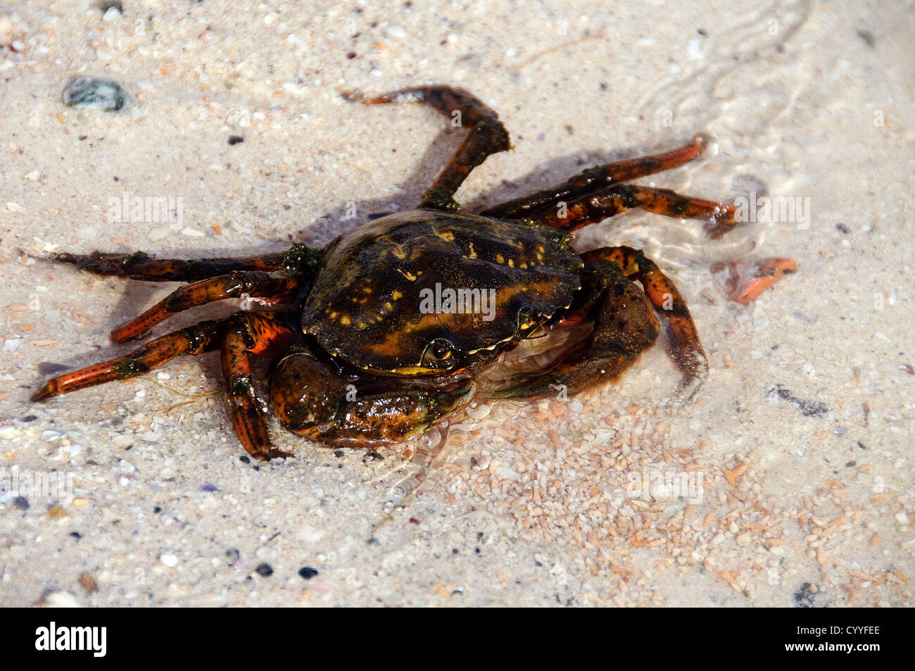 A single crab in the water Stock Photo - Alamy