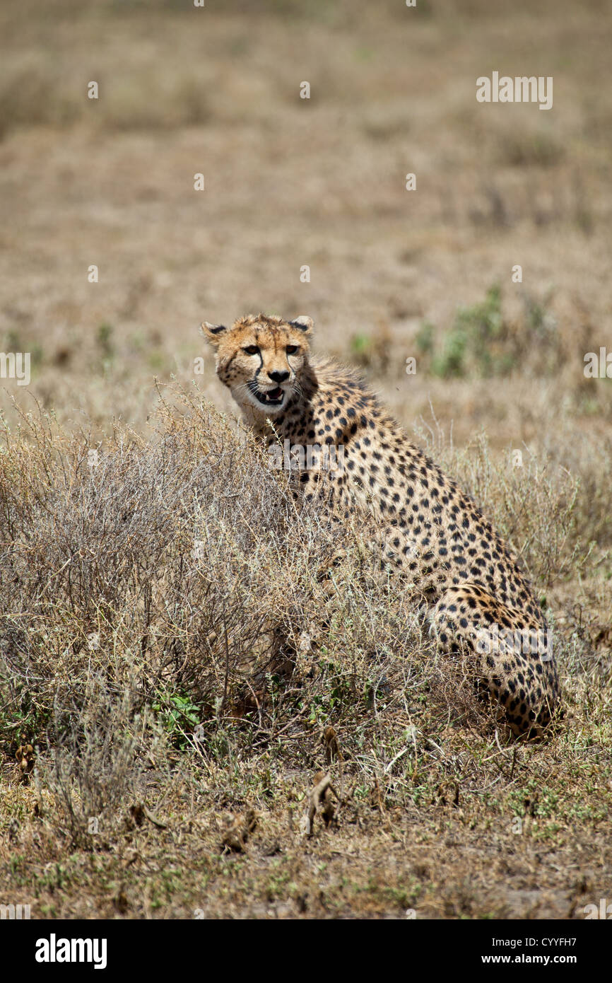 Cat full body hi-res stock photography and images - Alamy