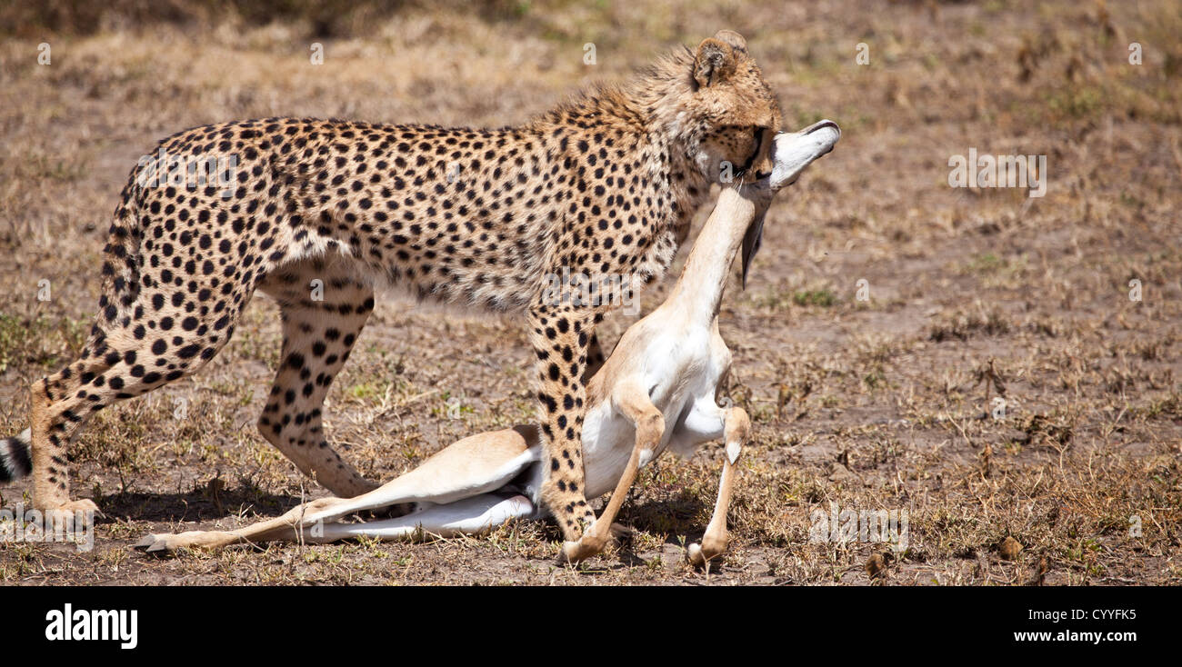 A n Adult female cheetah attempts to find shade to allow her body to ...