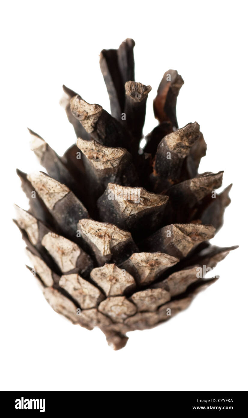 Close up view forest Cut Out Stock Images & Pictures - Alamy