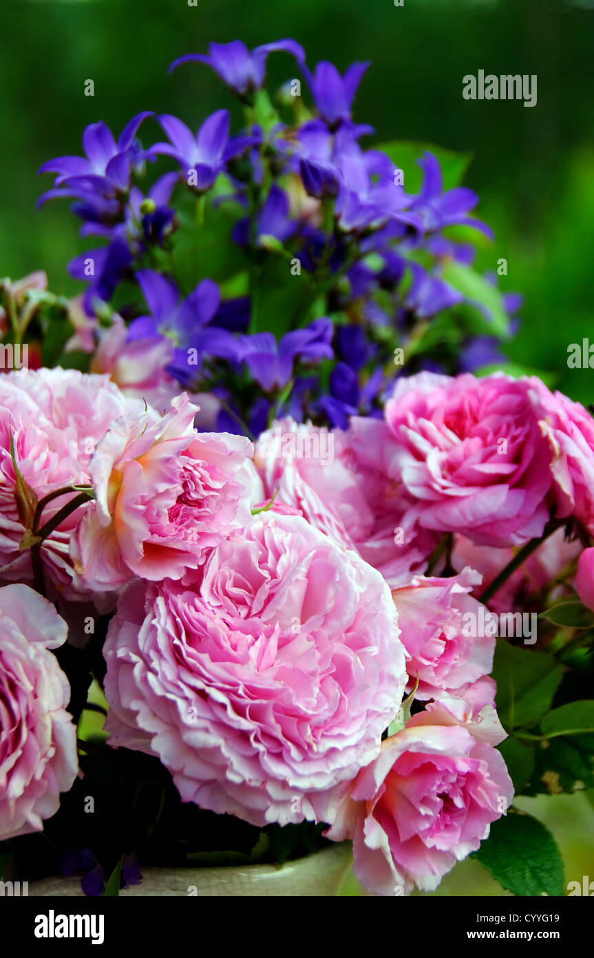Bouquet of pink roses and bluebells Stock Photo - Alamy