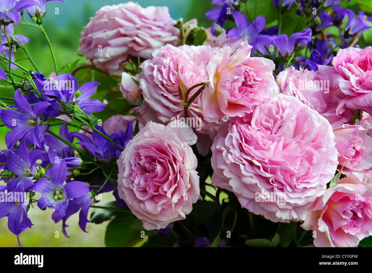 Bouquet of pink roses and bluebells Stock Photo - Alamy