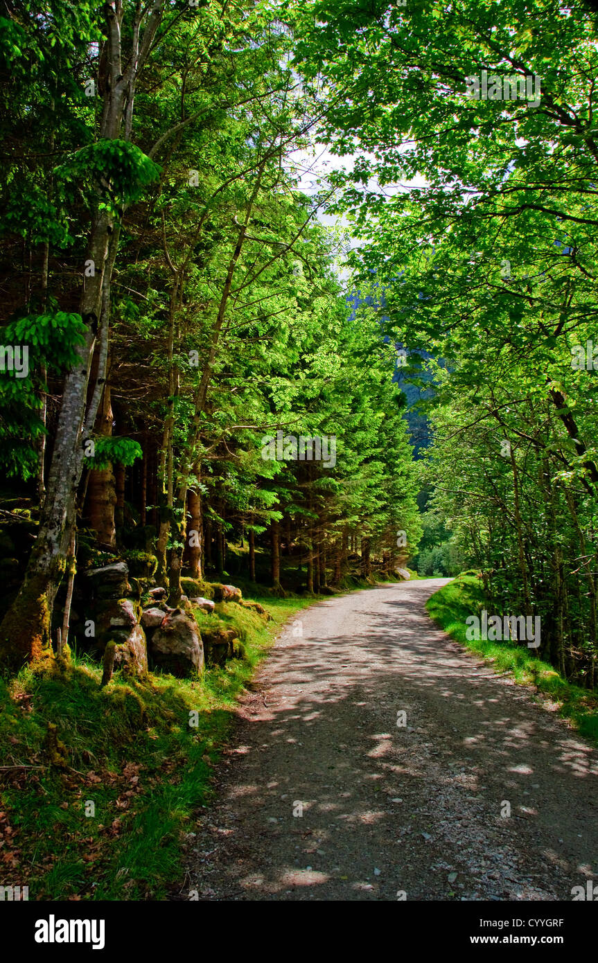 A forest road in sun and shadow Stock Photo - Alamy