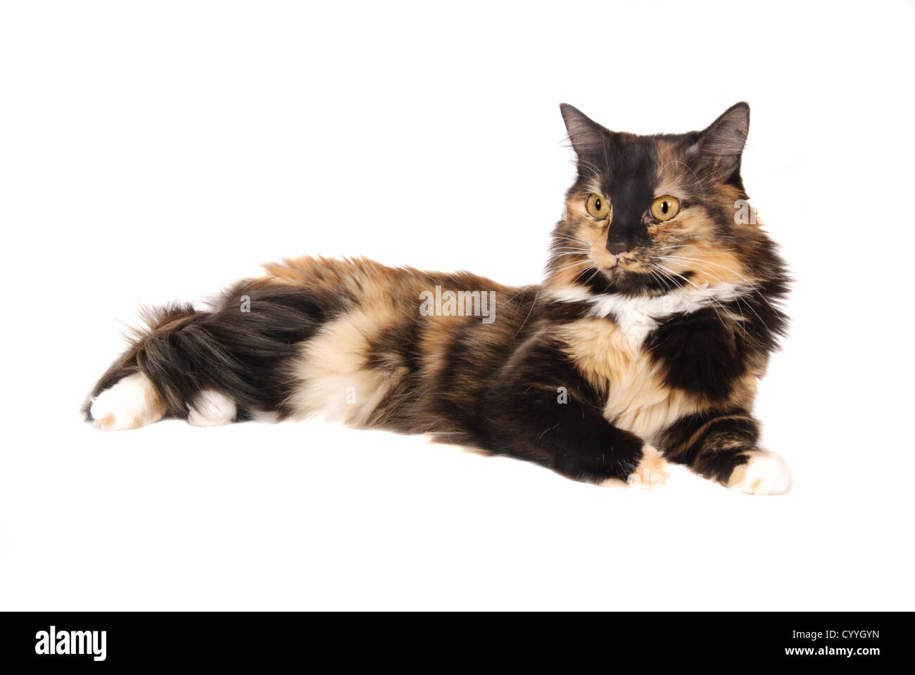 Blue calico Cut Out Stock Images & Pictures - Alamy