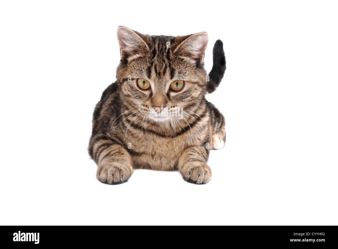 Tabby cat laying down on hi-res stock photography and images - Alamy