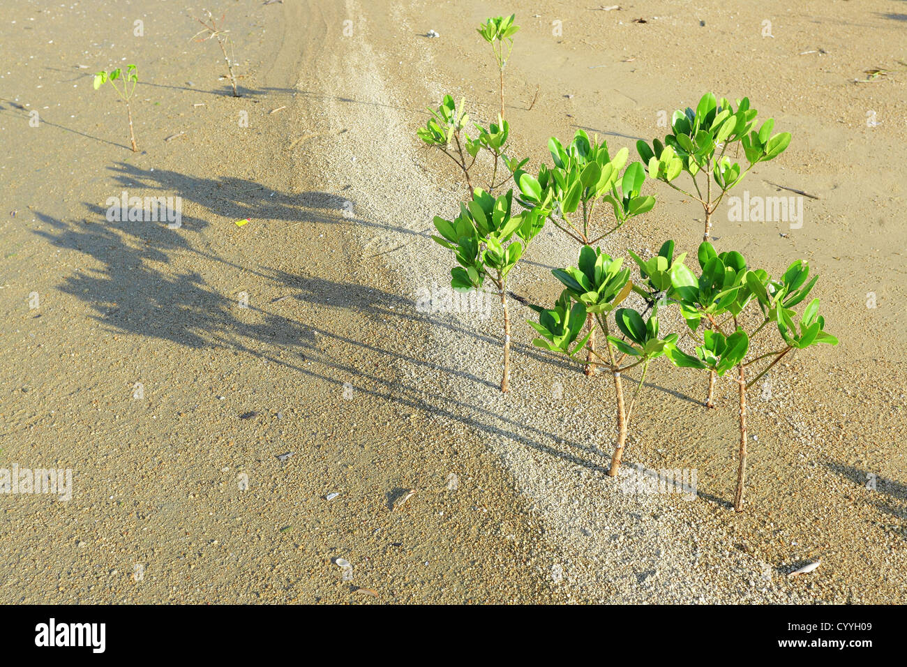 Salt mangrove leaf hi-res stock photography and images - Alamy