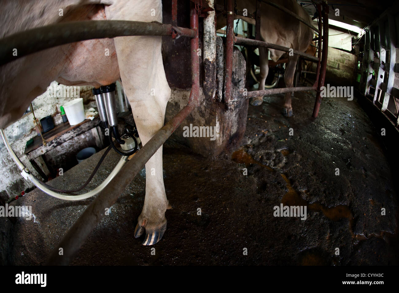 Milking machine drawing from udder on dairy cow in Costa Rica Stock ...