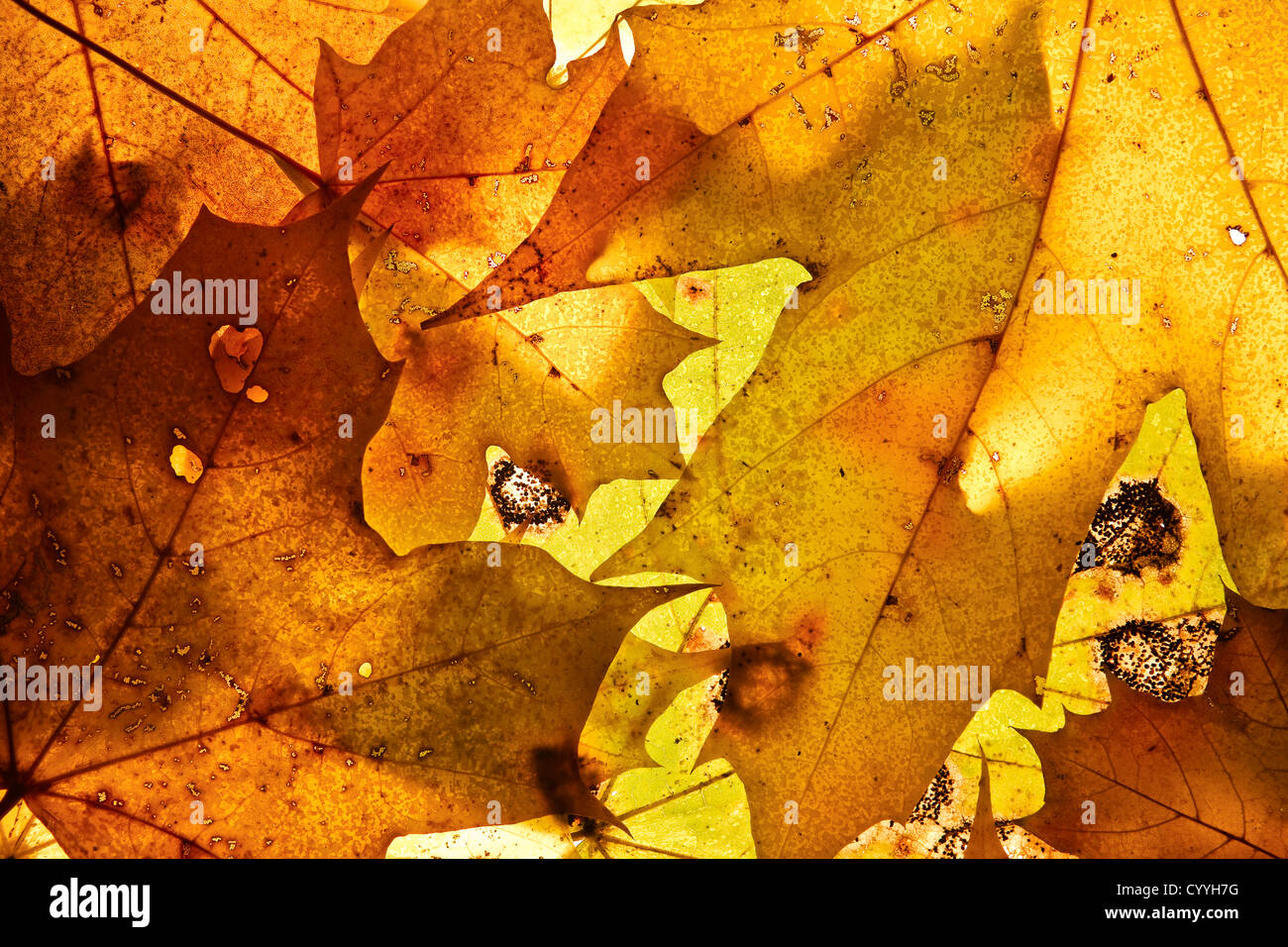 Autumn background from the fallen down leaves Stock Photo - Alamy