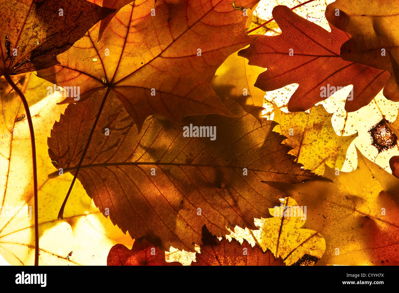 Autumn background from the fallen down leaves Stock Photo - Alamy