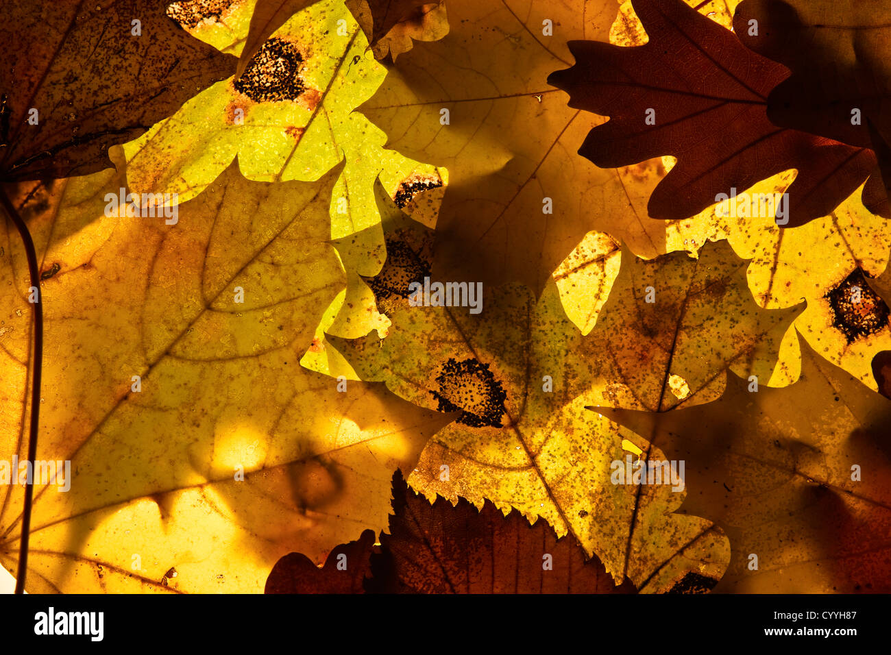 Autumn background from the fallen down leaves Stock Photo - Alamy