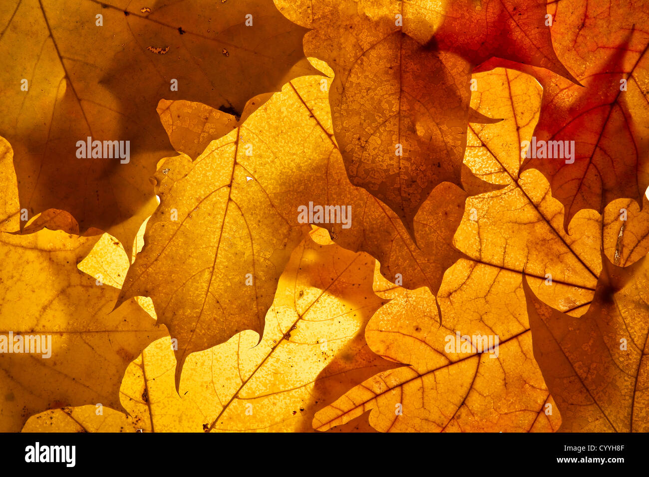 Autumn background from the fallen down leaves Stock Photo - Alamy