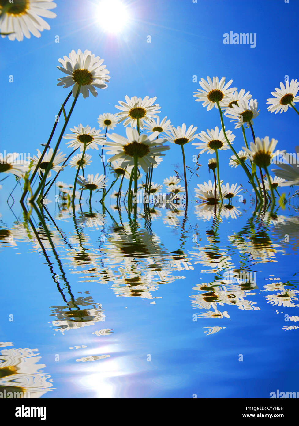 daisy flower and water reflection showing summer concept Stock Photo ...