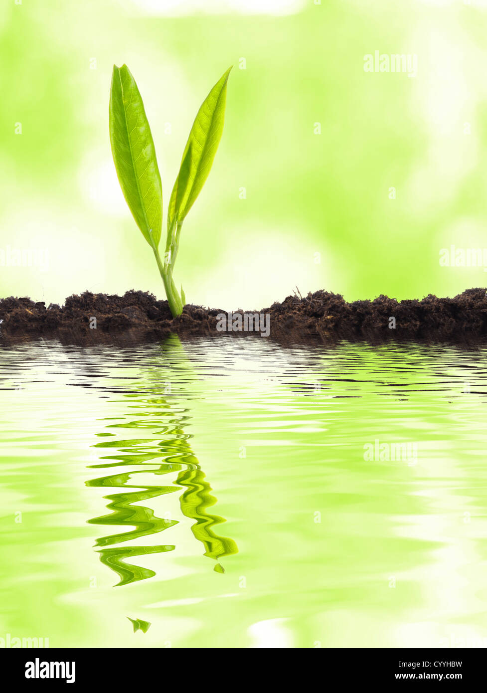 growth concept with small plant and water reflection Stock Photo - Alamy