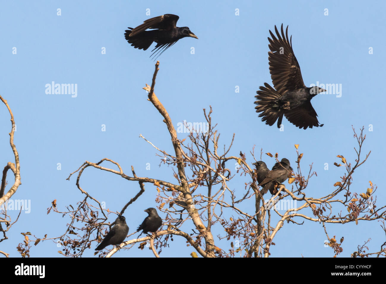 wild birds, nature series Stock Photo - Alamy