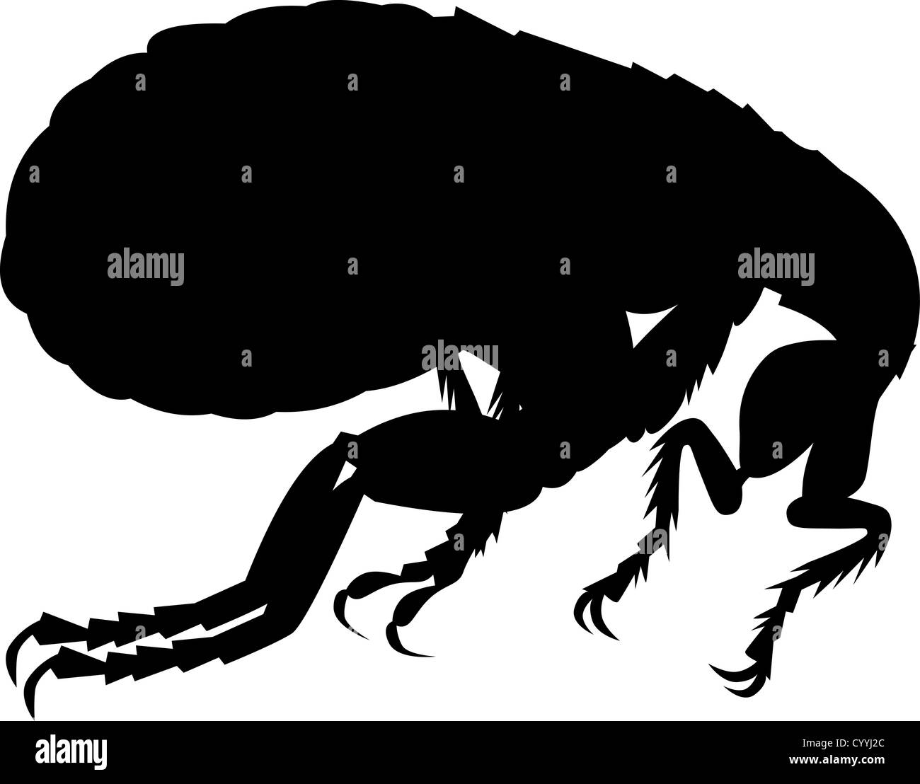 Flea Illustration Black and White Stock Photos & Images - Alamy