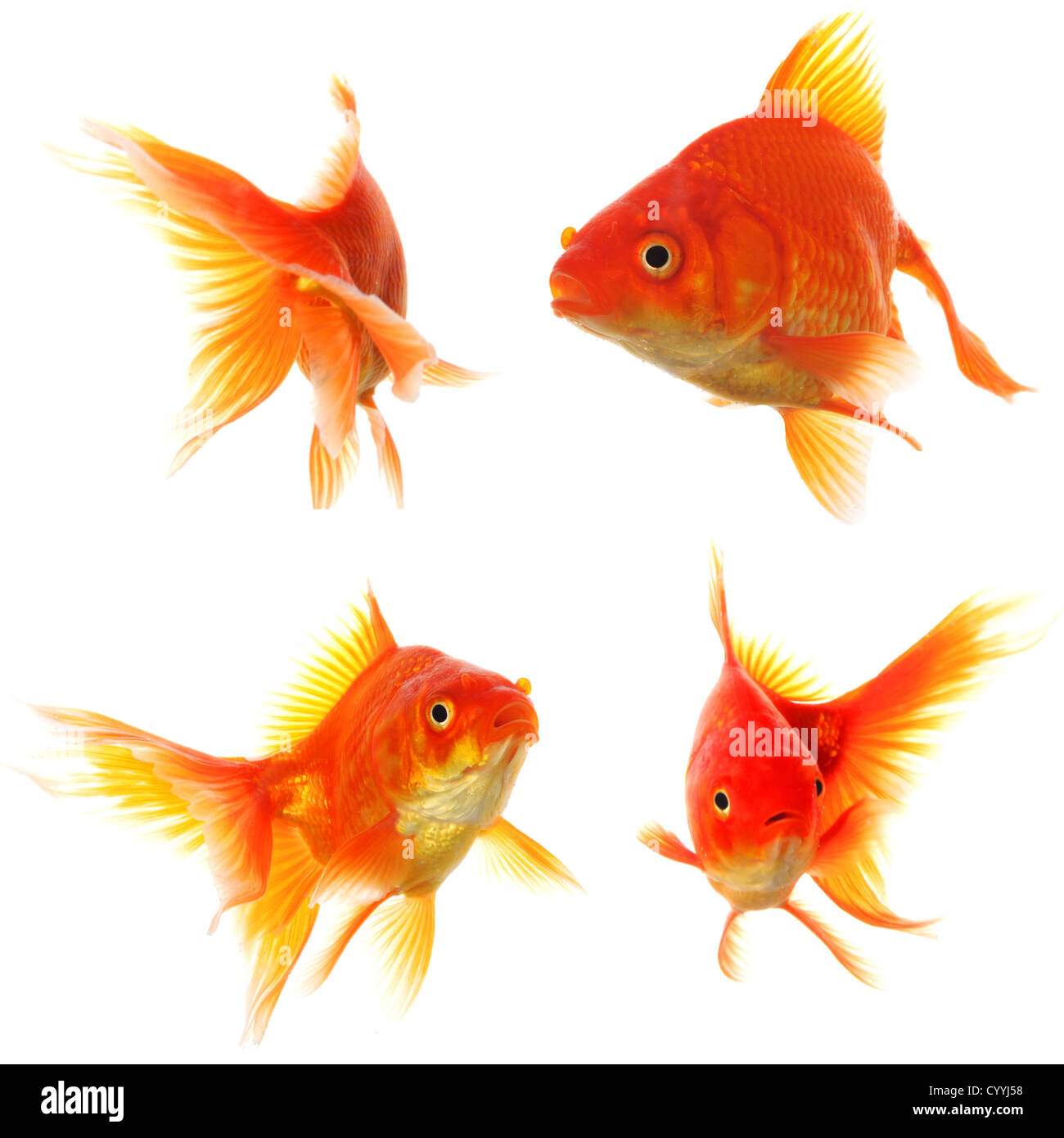 collection of goldfish isolated on white showing nature or eco concept ...