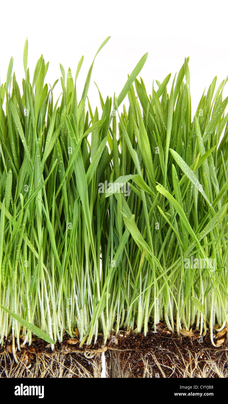 Closeup of wheatgrass on white background Stock Photo - Alamy