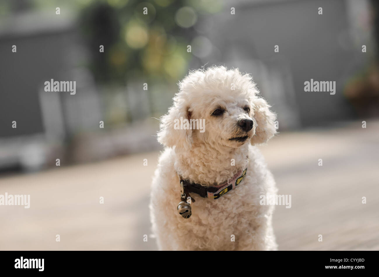 A little toy poodle dog in the morning Stock Photo - Alamy
