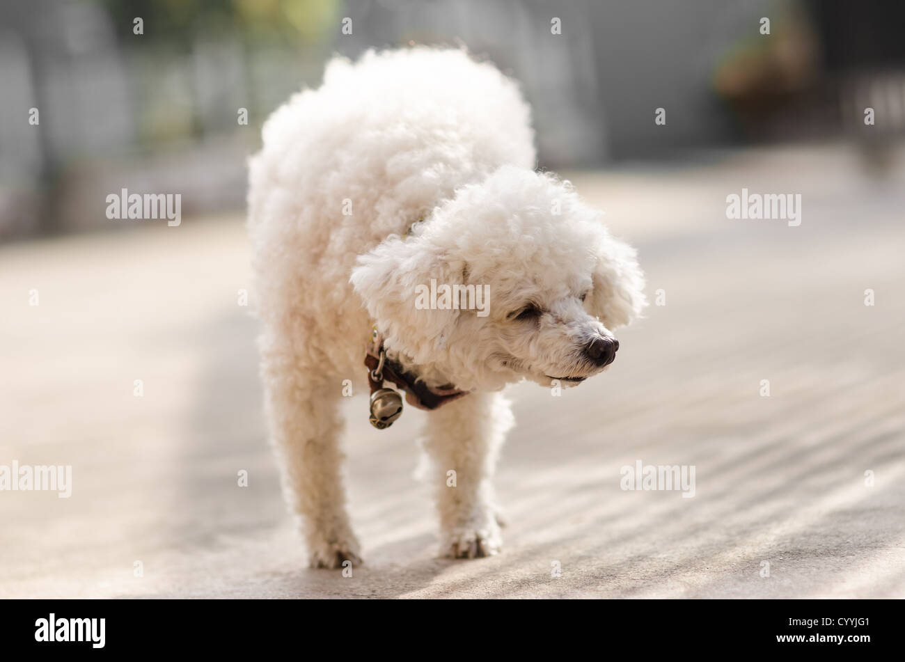 A little toy poodle dog in the morning Stock Photo - Alamy