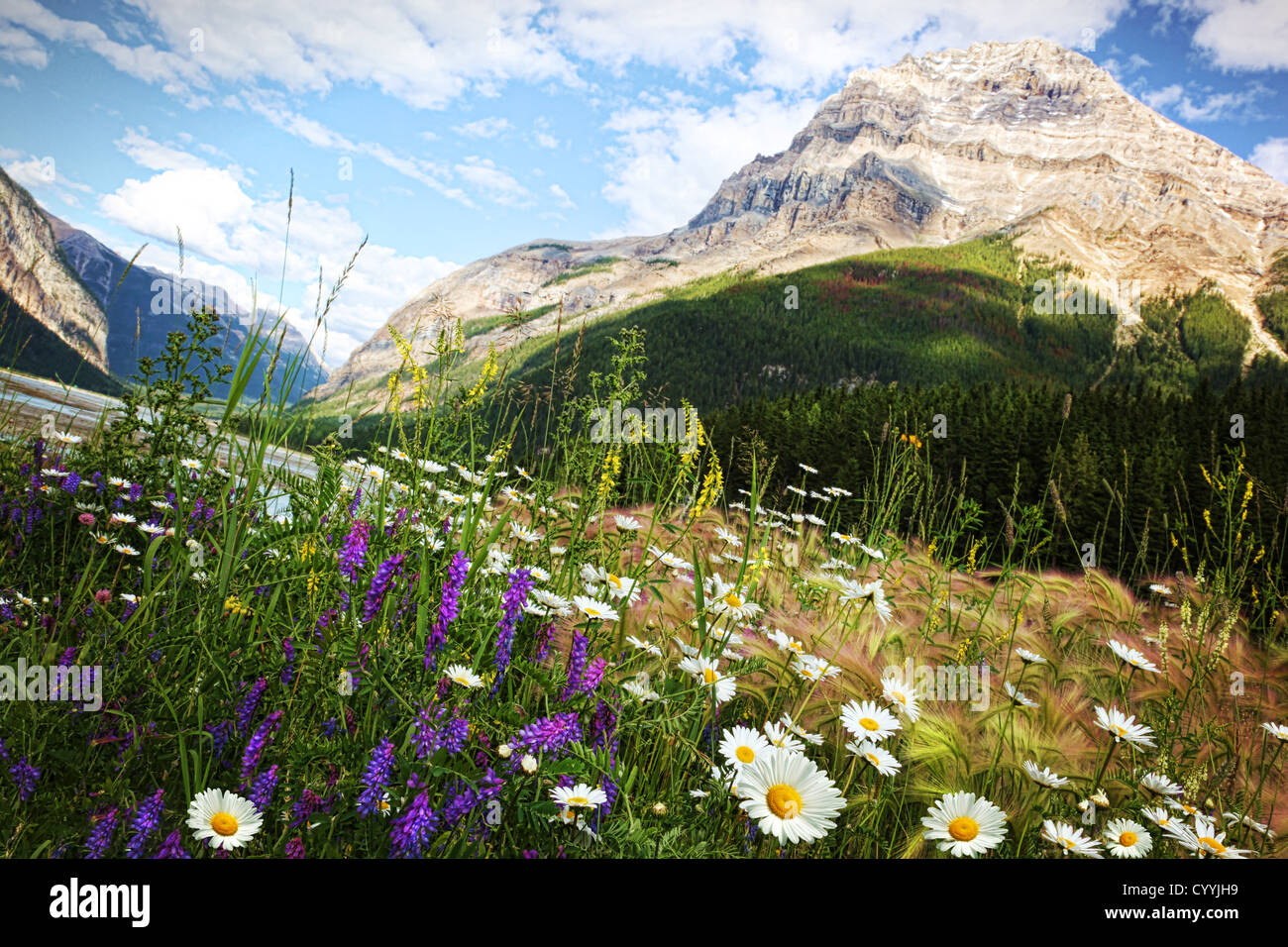 Field of daisies and wild flowers with Rocky Mountains in background ...