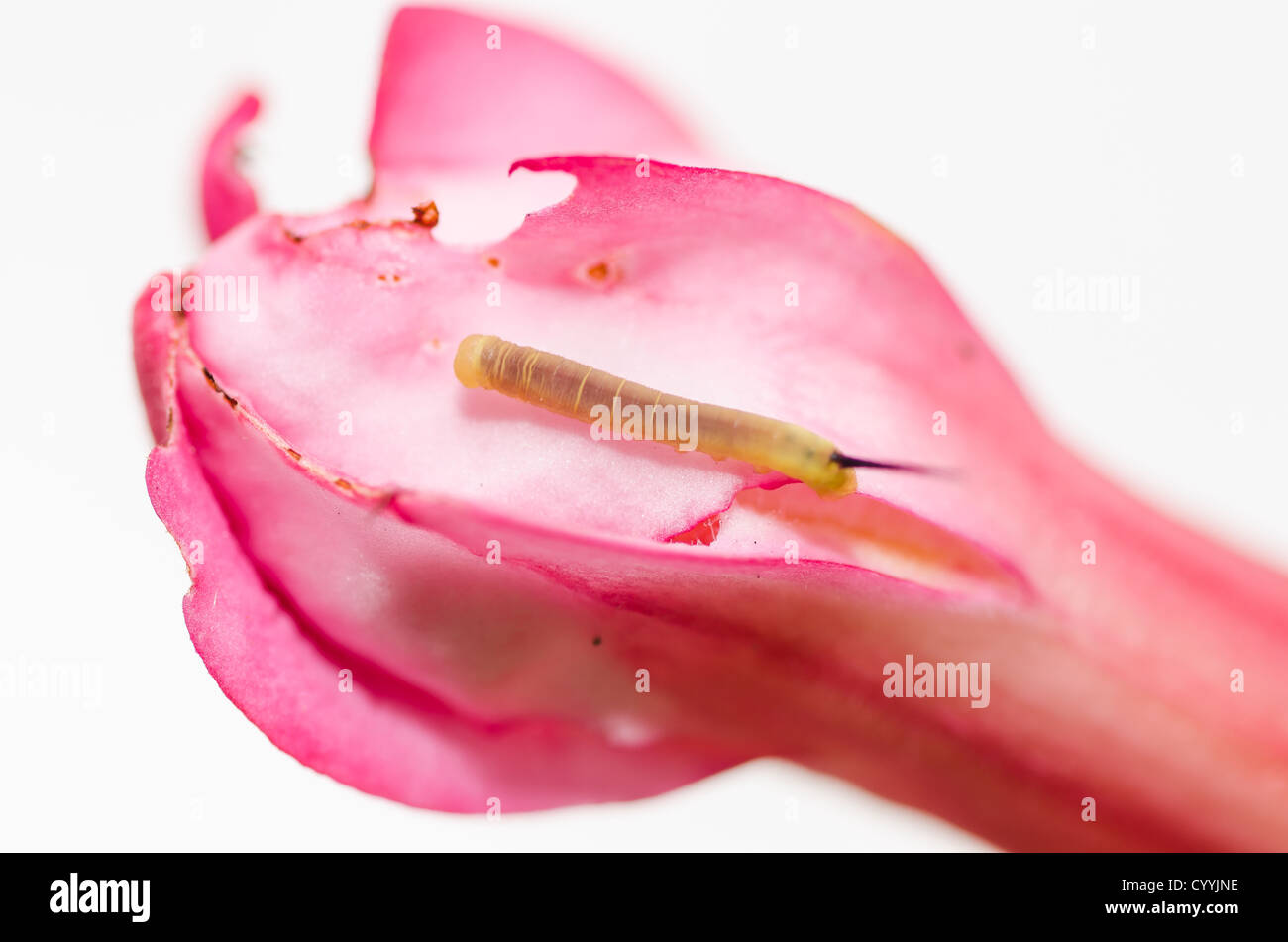 Worm flower hi-res stock photography and images - Alamy