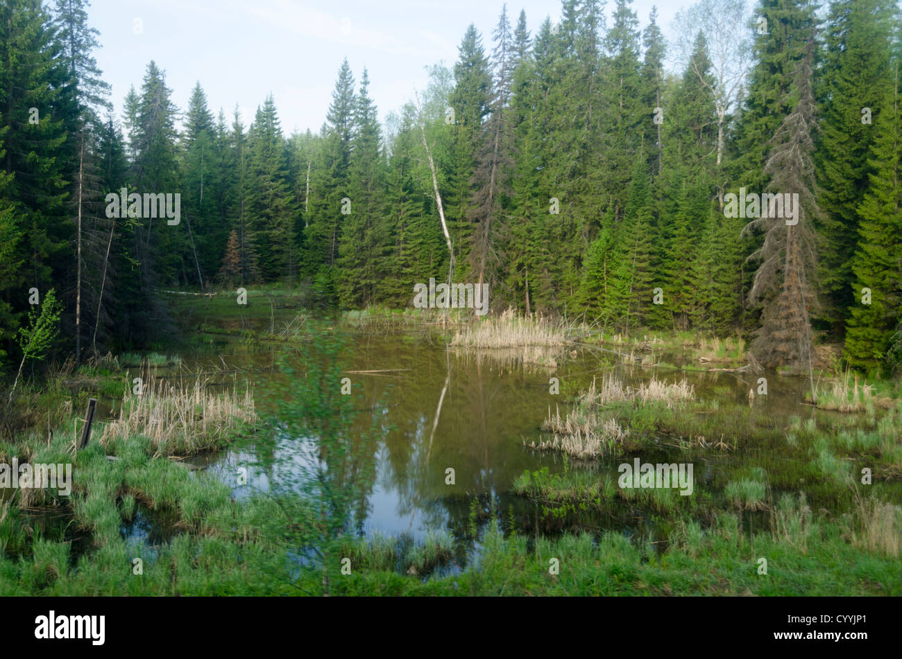 Russia taiga forest hi-res stock photography and images - Alamy