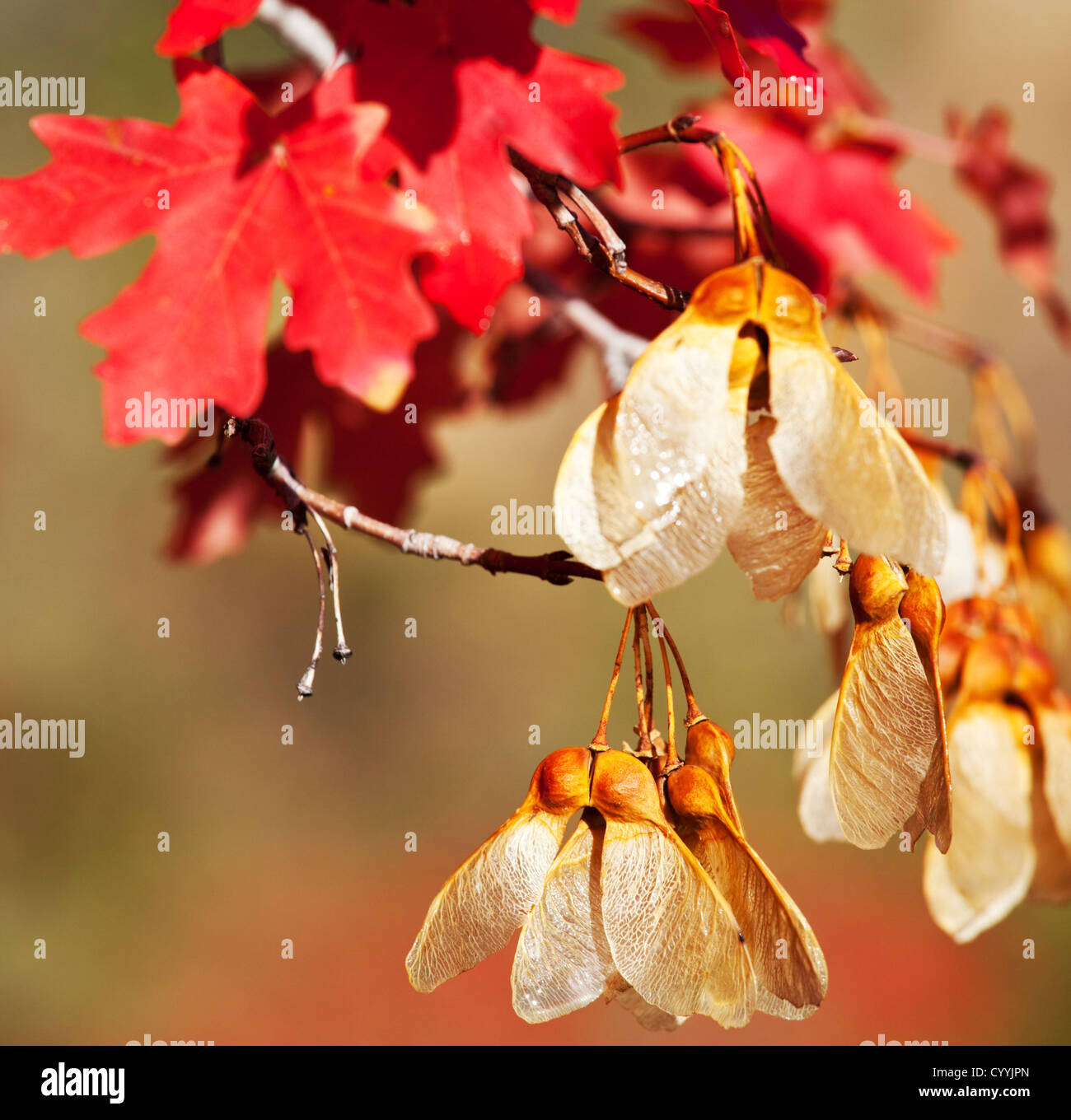 Autumn leaves, tree Stock Photo - Alamy
