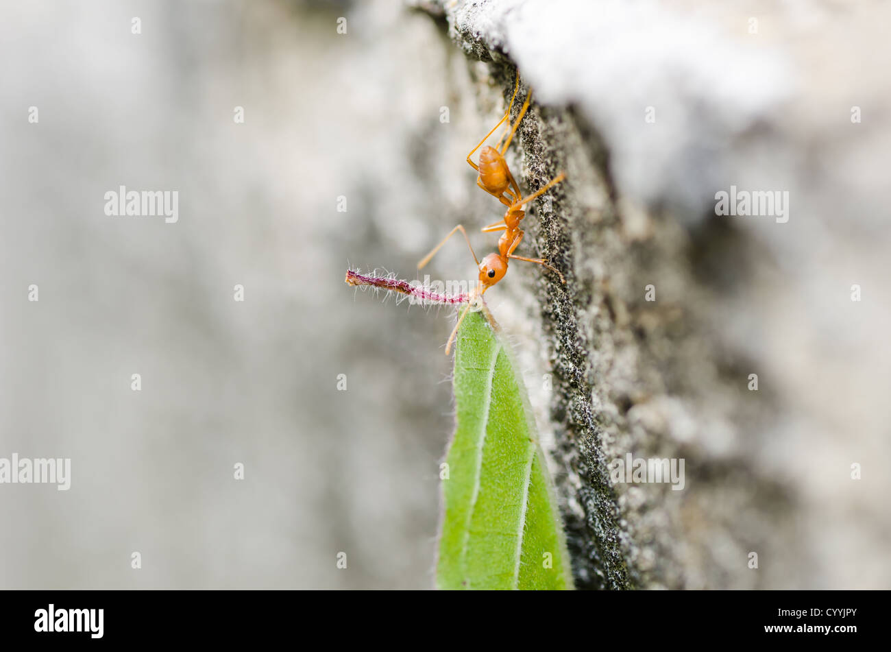 red ant power in the nature Stock Photo - Alamy