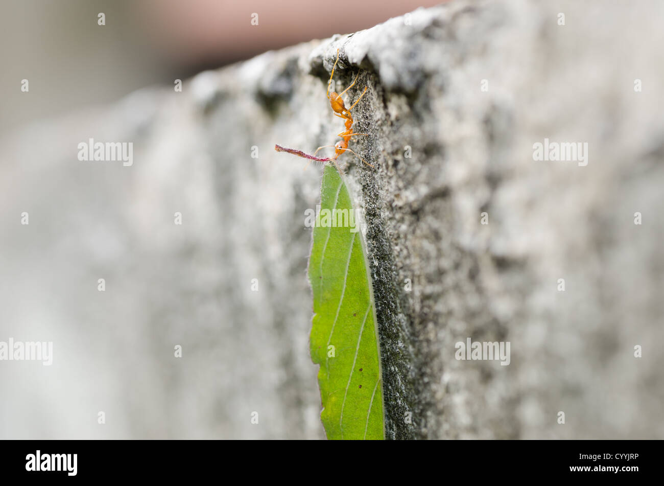 red ant power in the nature Stock Photo - Alamy