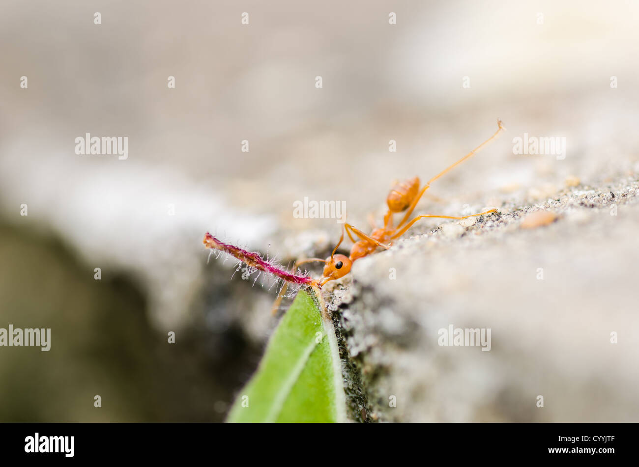 red ant power in the nature Stock Photo - Alamy