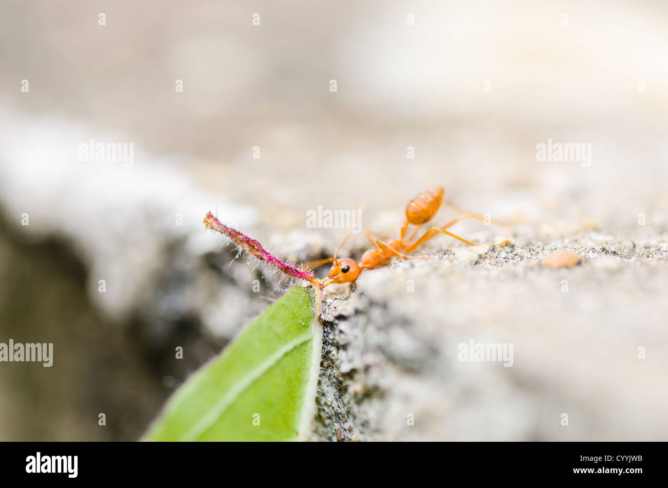 red ant power in the nature Stock Photo - Alamy