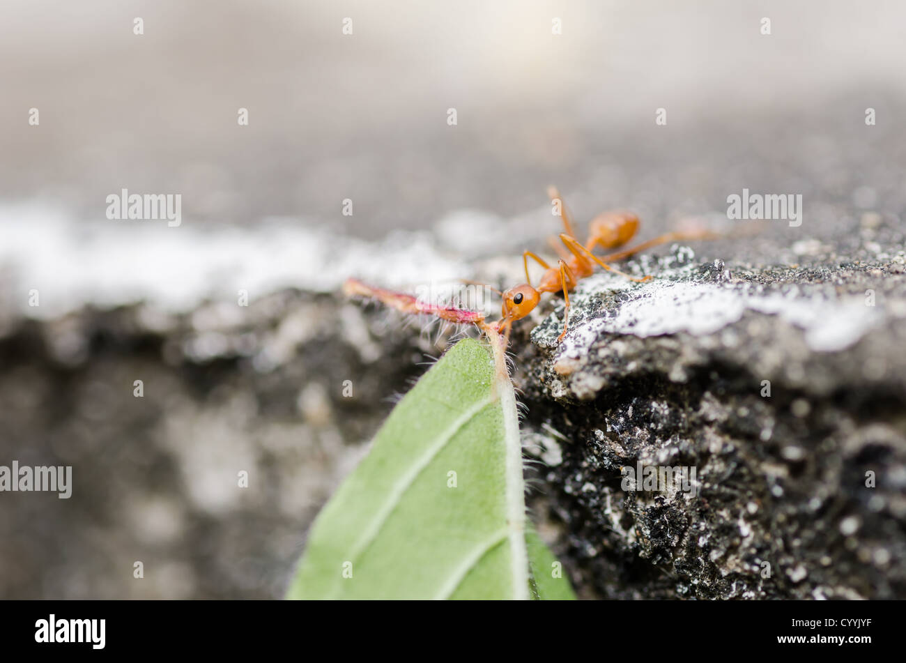 red ant power in the nature Stock Photo - Alamy