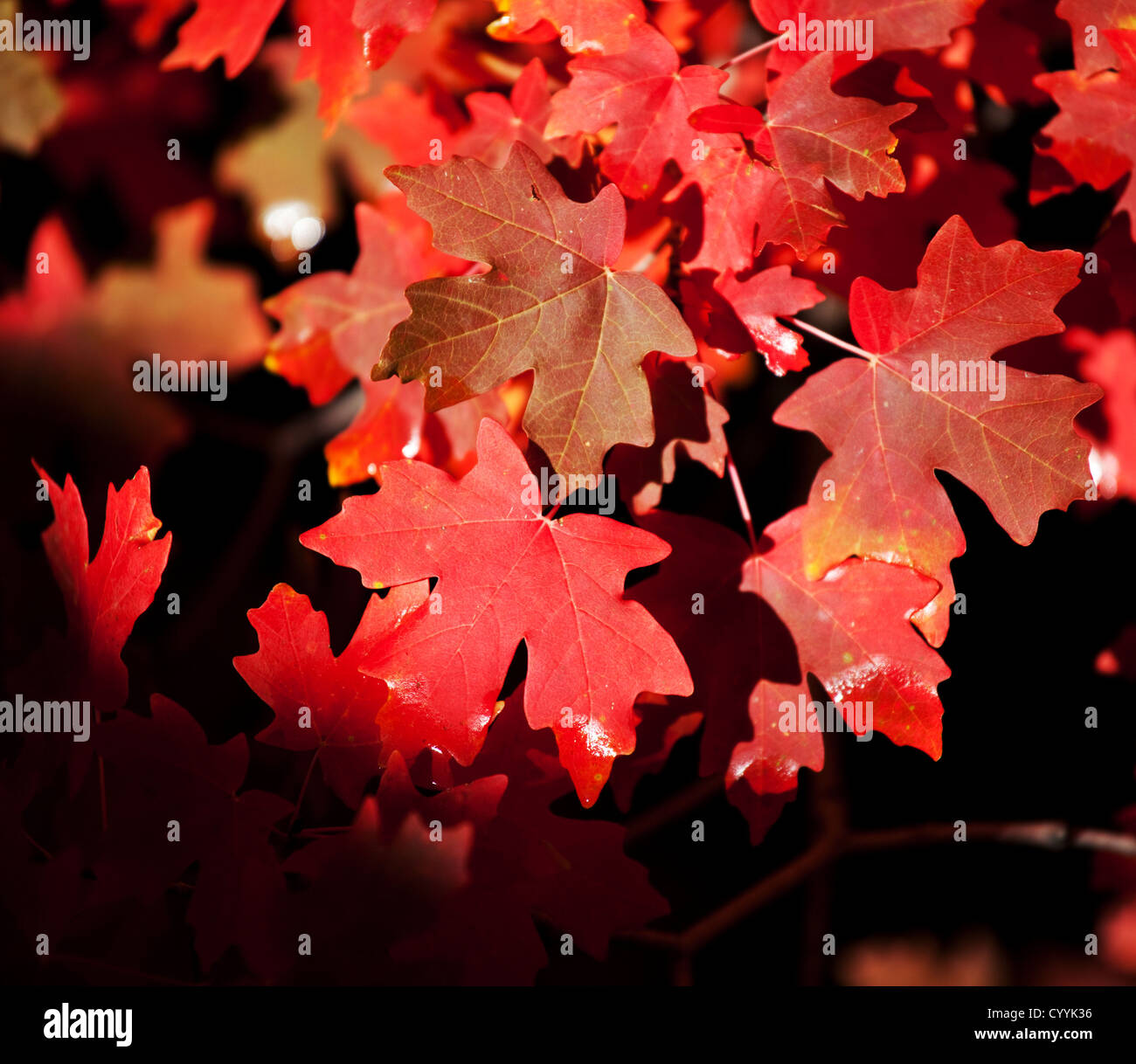Autumn leaves, tree Stock Photo - Alamy