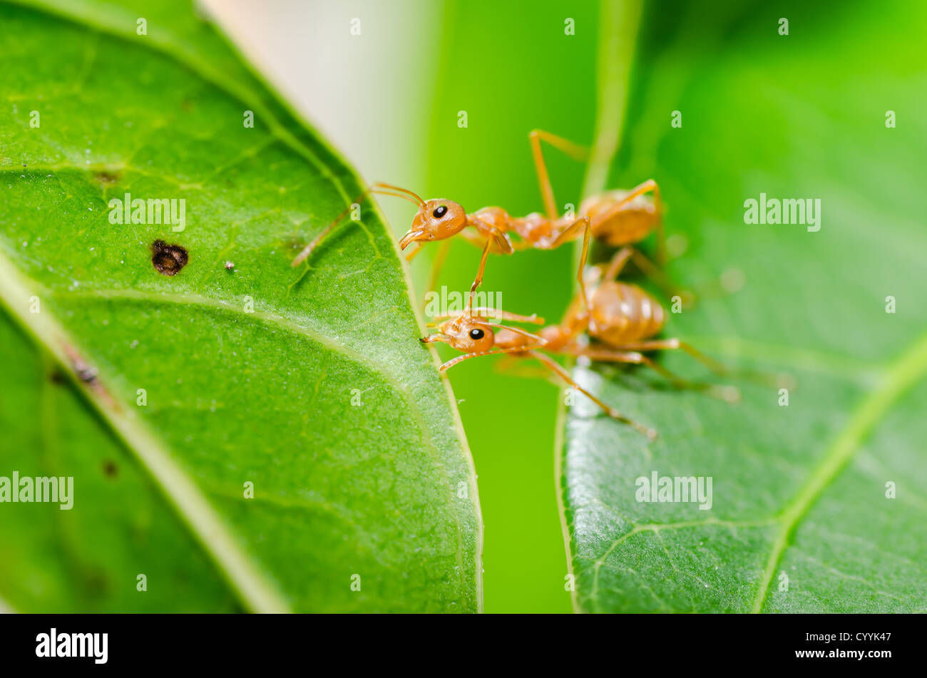 red ant power in the nature Stock Photo - Alamy