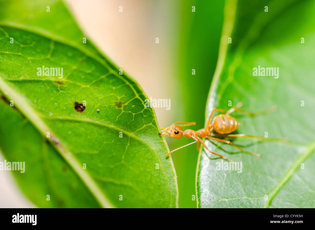 red ant power in the nature Stock Photo - Alamy