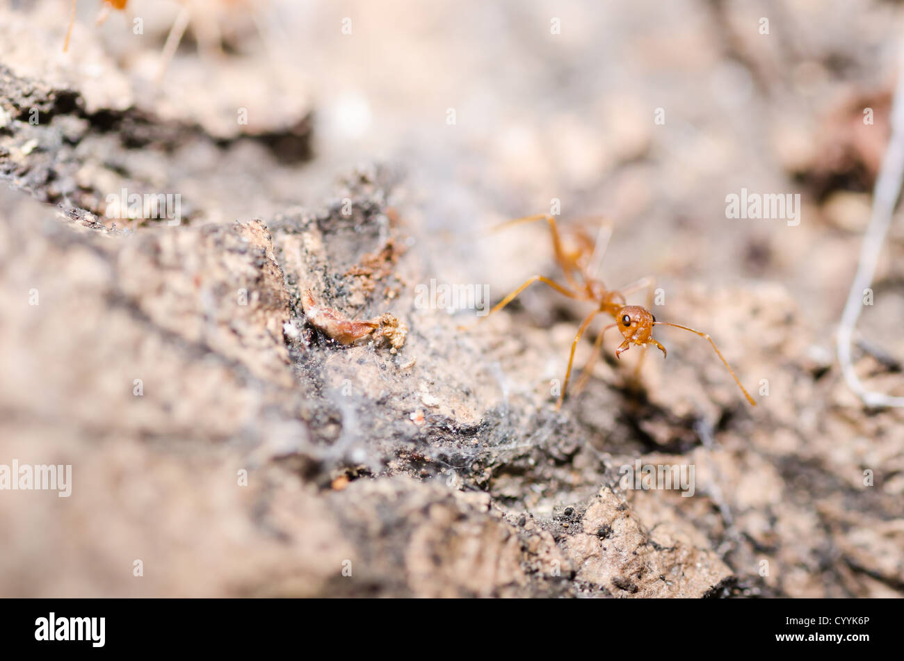 Red ant power in hi-res stock photography and images - Alamy