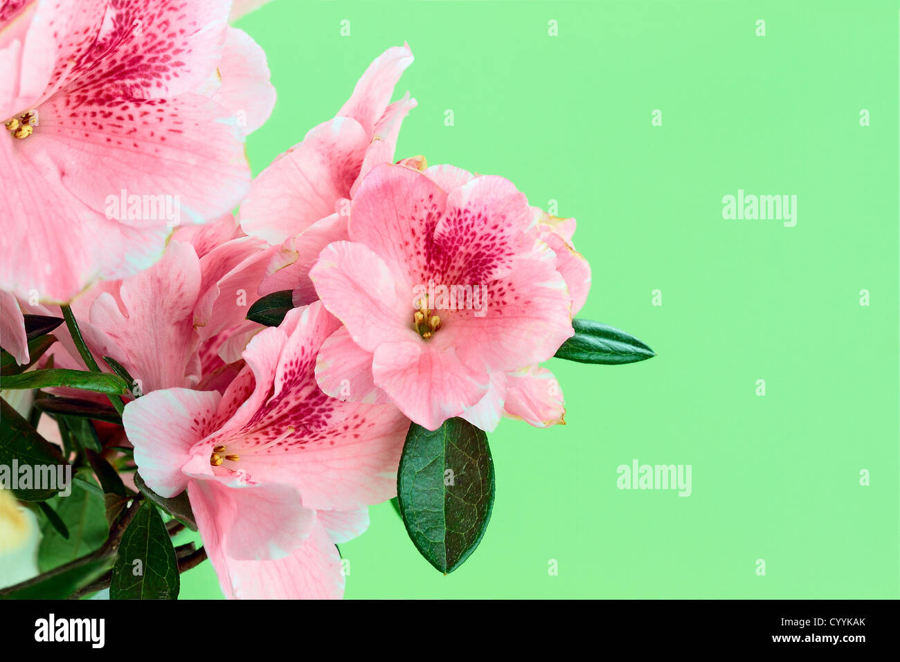 Macro of bright pink azalea blooms against a green background with copy ...