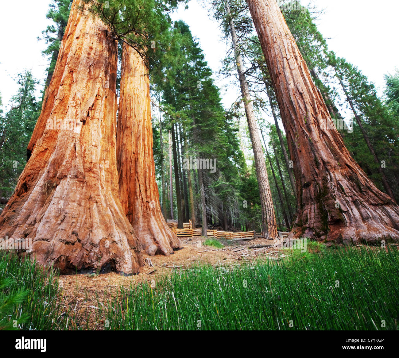 Flag in the sequoia forest hi-res stock photography and images - Alamy