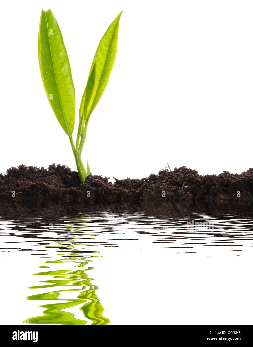 small plant and water reflection showing summer or nature concept Stock ...