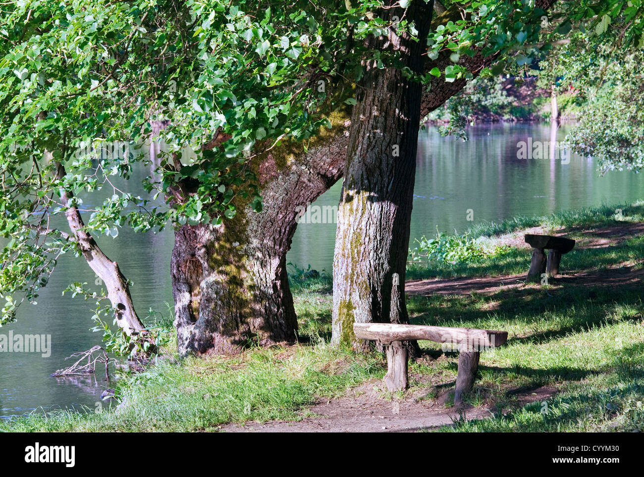 Summer lake view with big tree and benches Stock Photo - Alamy