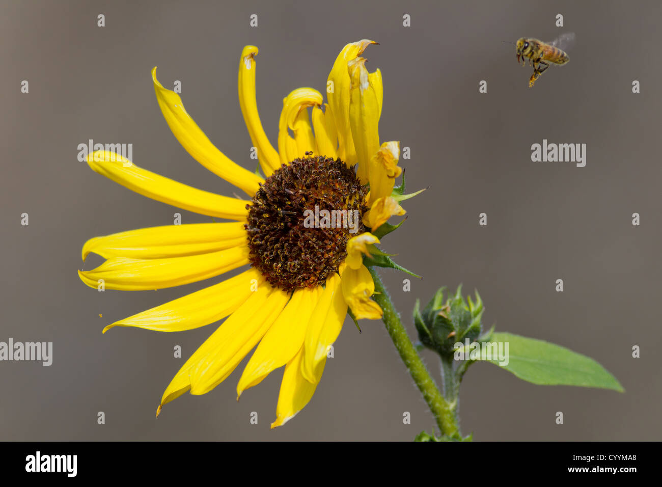 Yellow Daisy and Bee Stock Photo - Alamy