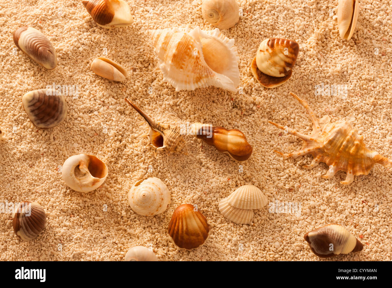 Various shells in sand Stock Photo - Alamy
