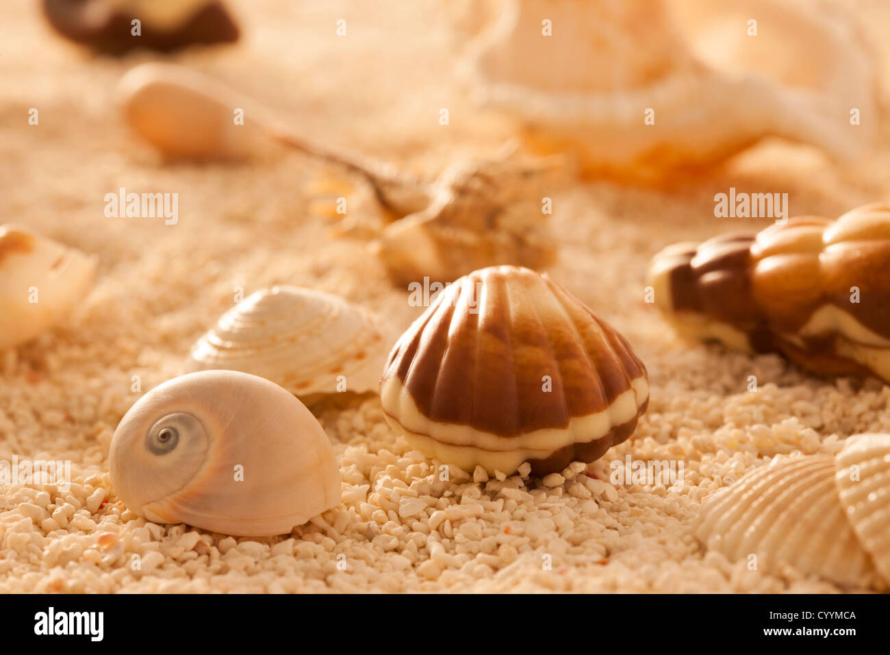 Various shells in sand Stock Photo - Alamy